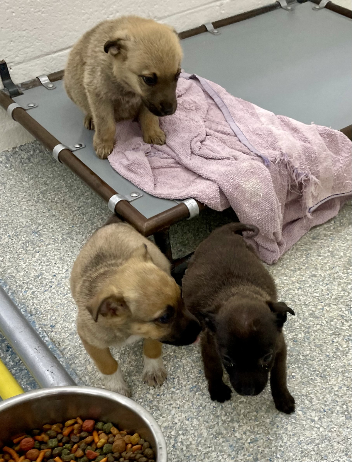 Humane Society of Wilkes - Pen 5 Lab Mix Puppies